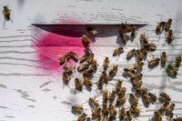 Trinity Valley Beekeepers Association