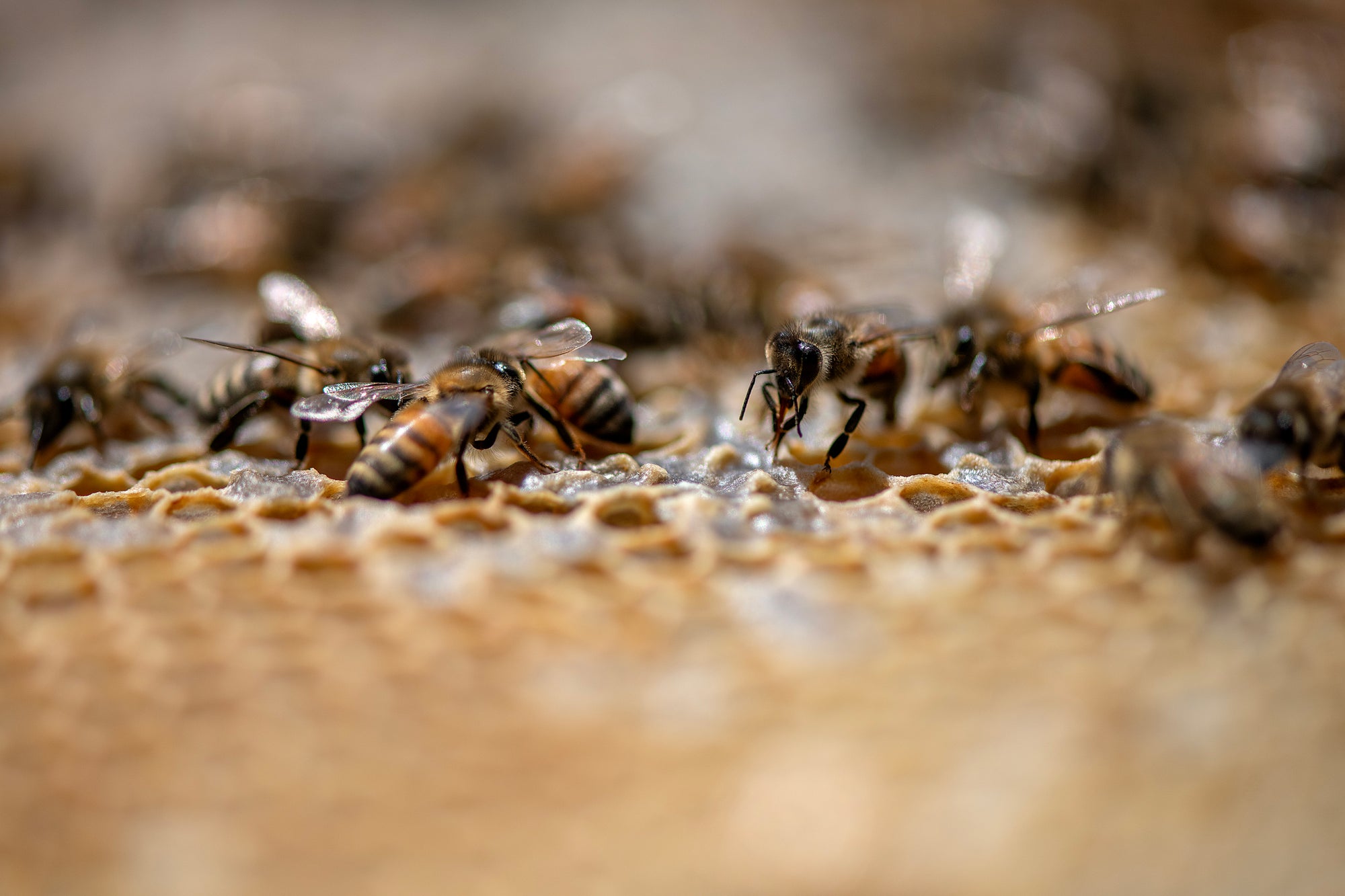 Trinity Valley Beekeepers Association