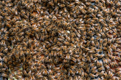 Trinity Valley Beekeepers Association