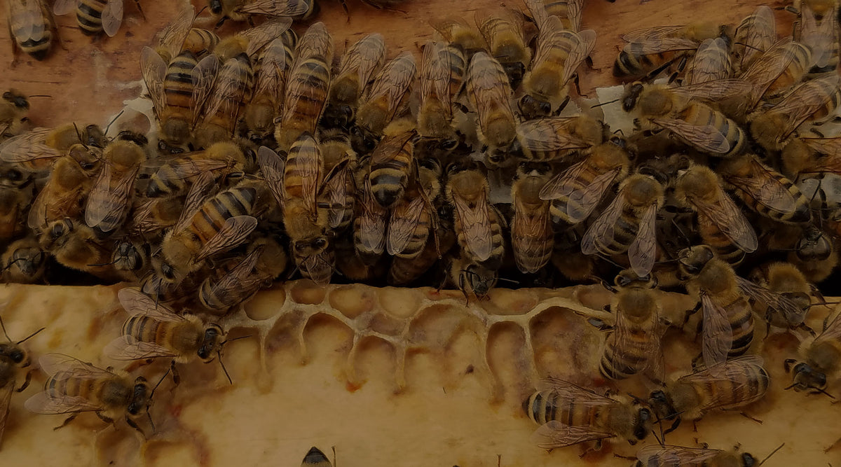 Trinity Valley Beekeepers