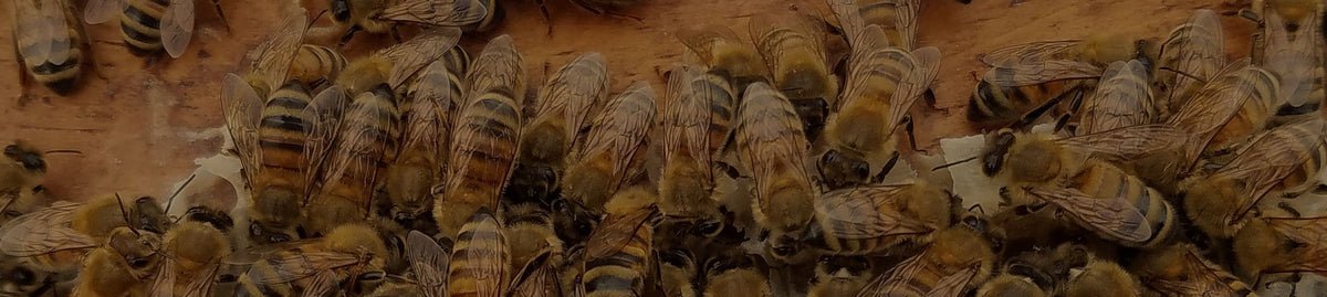 Trinity Valley Beekeepers