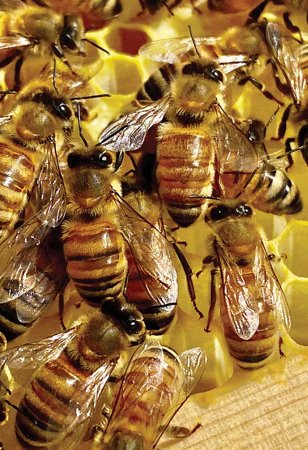 Trinity Valley Beekeepers