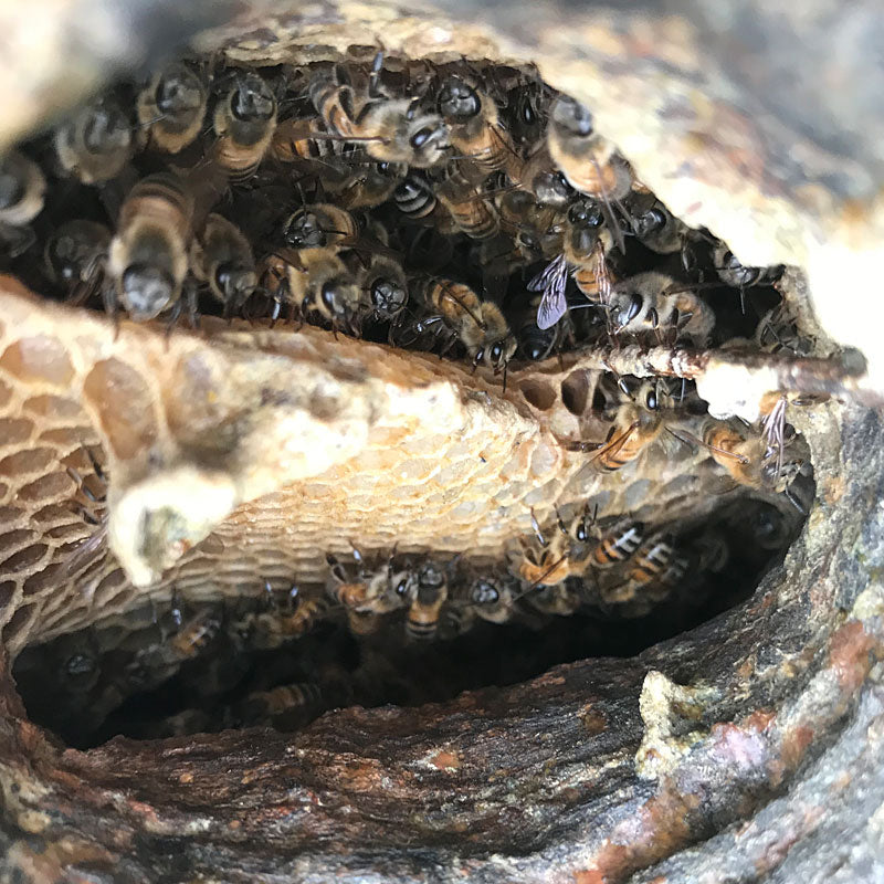 Trinity Valley Beekeepers