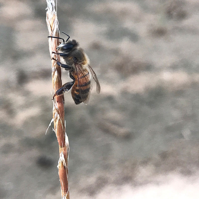 Trinity Valley Beekeepers